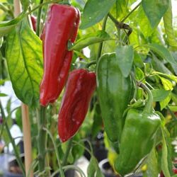 Marconi Red Pepper – Sigsbee Seedlings