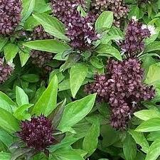 Siam Queen Thai Basil – Sigsbee Seedlings