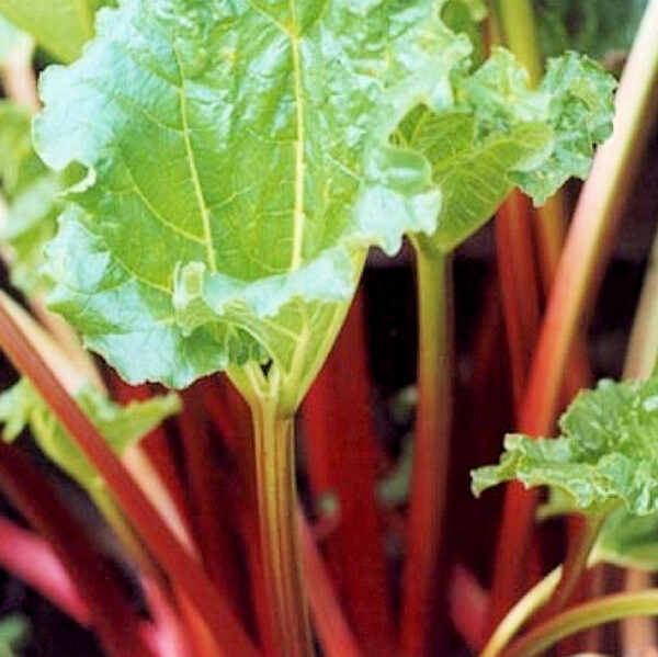Rhubarb, Victoria – Sigsbee Seedlings